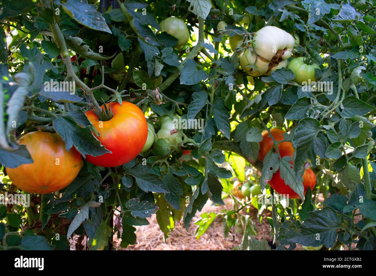 Tomatoes growing in an organic garden Stock Photo - Alamy