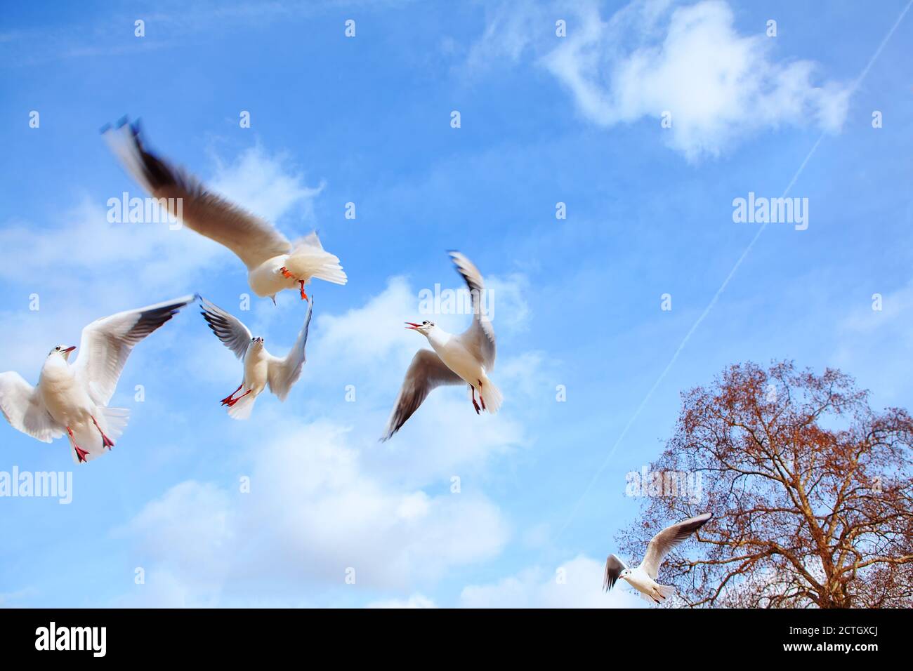 Flock birds dancing flying hi-res stock photography and images - Alamy