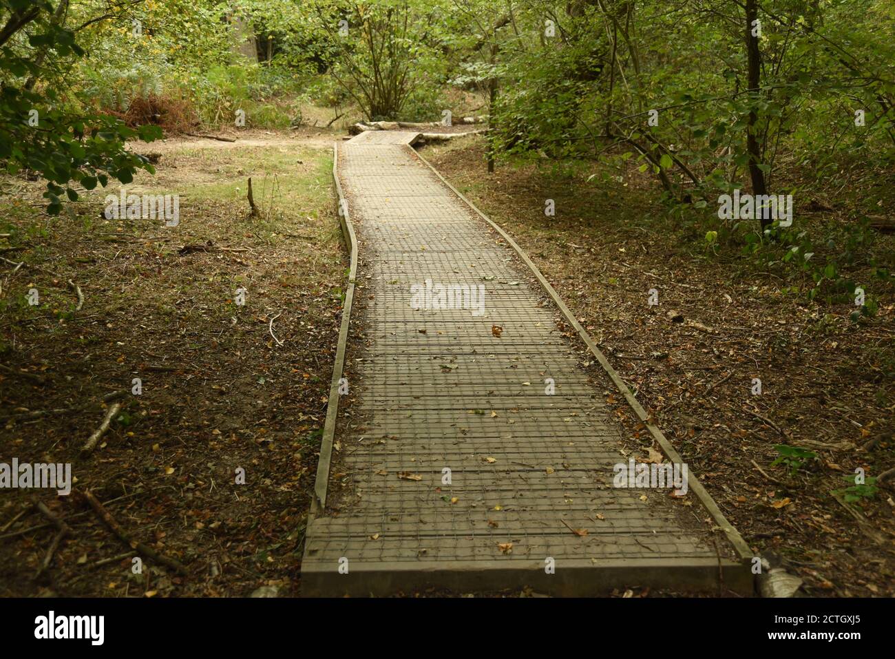 Woodland walk path hi-res stock photography and images - Alamy