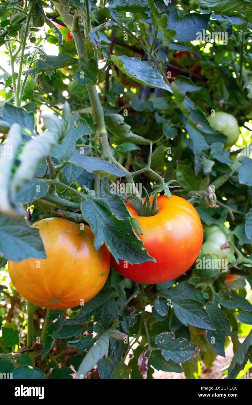 Tomatoes growing in an organic garden Stock Photo - Alamy