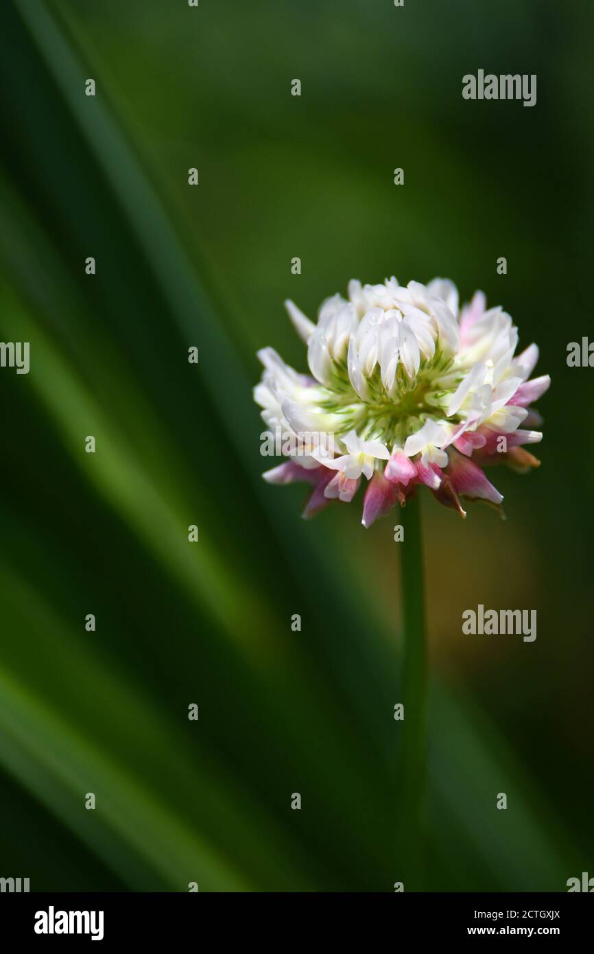 clover flower in summer Stock Photo - Alamy