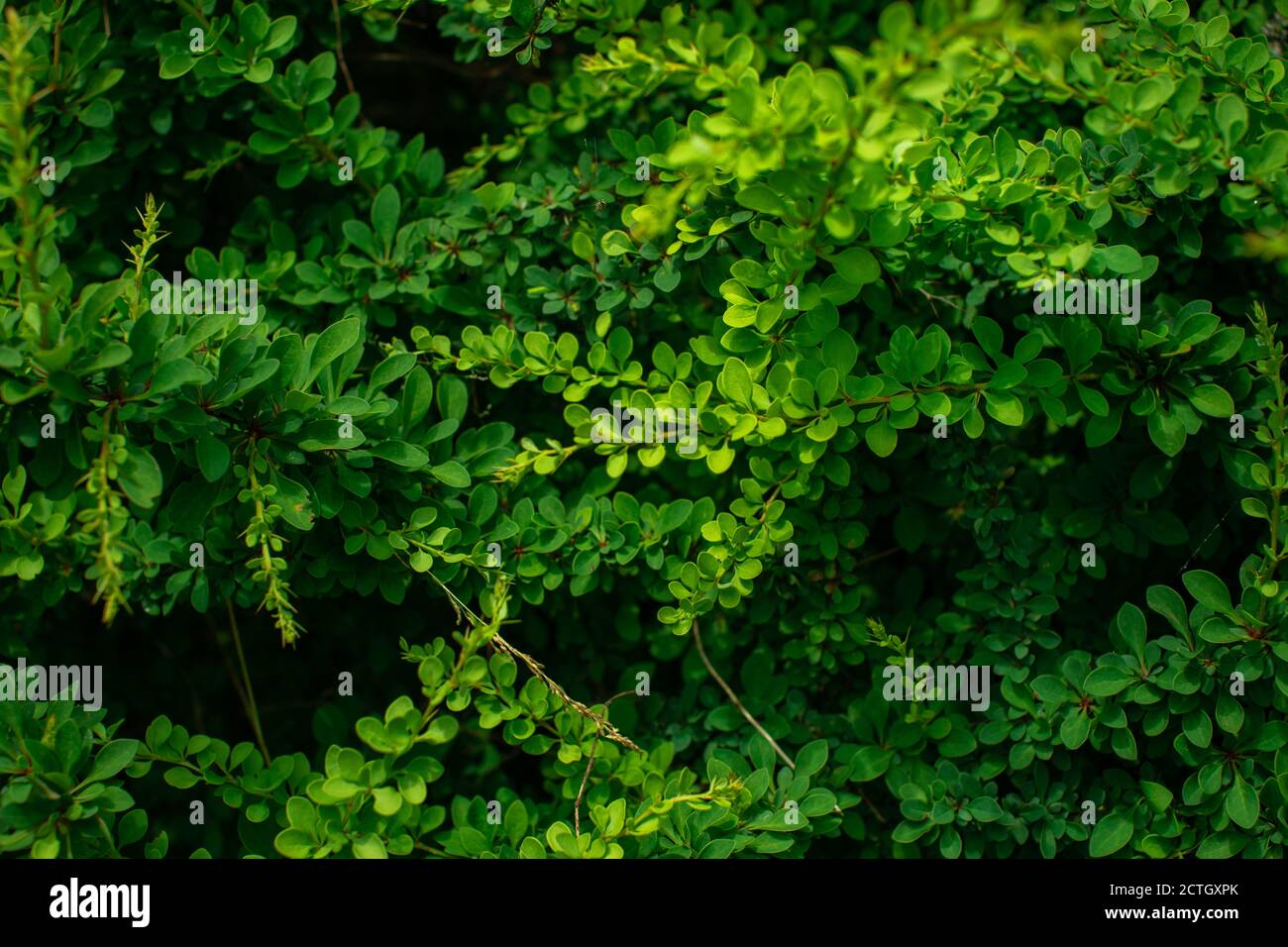 Green leaf shrub texture nature summer background. Fresh green color ...