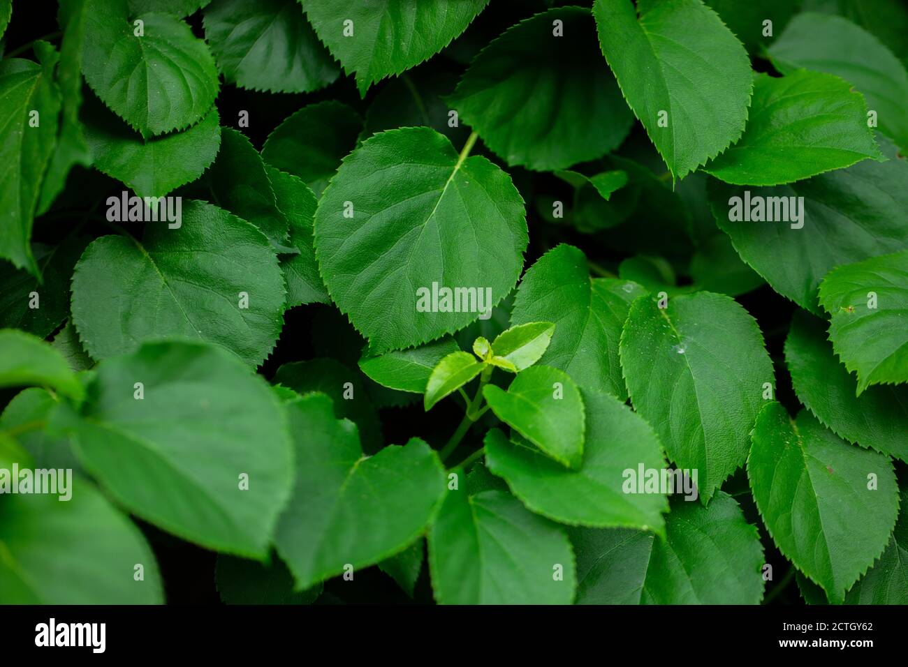 Macro shot of green leaf shrub natural summer background. Lush leaves ...
