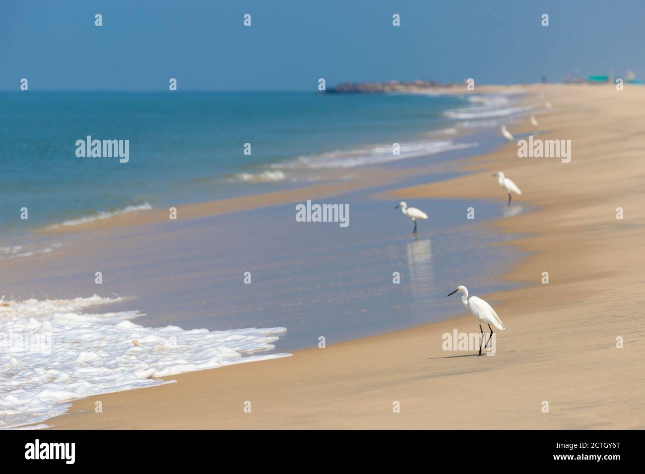 India, Kerala, Alleppey - Alappuzha, Marari Beach Stock Photo - Alamy