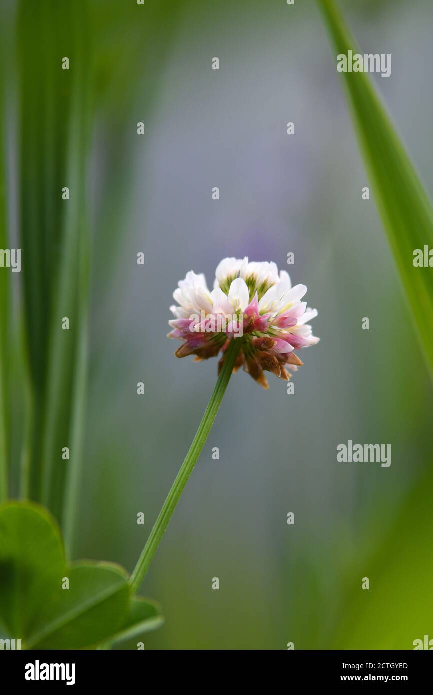 Trefoil clover hi-res stock photography and images - Alamy
