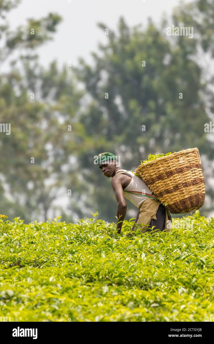 Uganda agriculture worker hi-res stock photography and images - Alamy