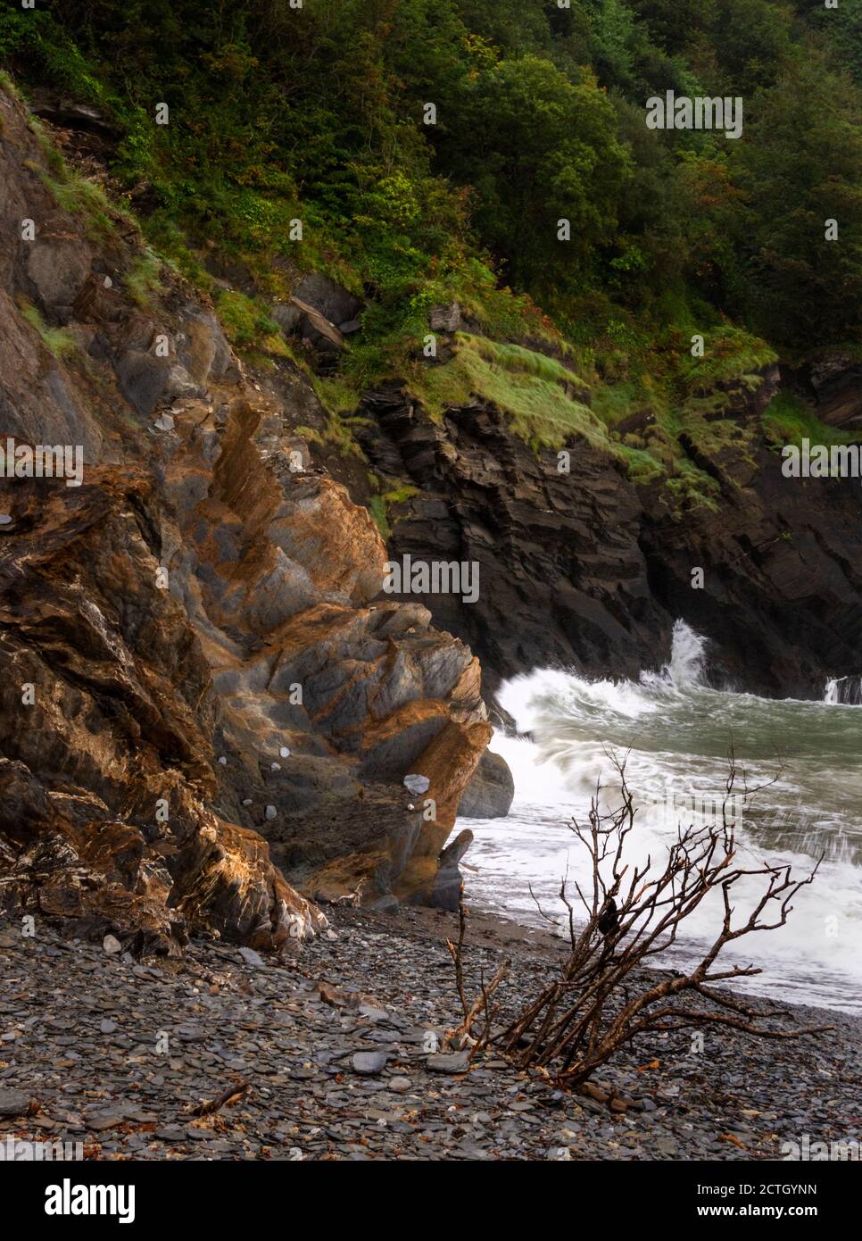 Cornwall north cliffs birds hi-res stock photography and images - Alamy