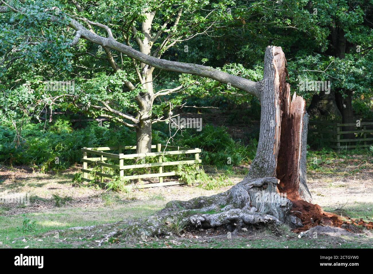 damaged oak tree Stock Photo - Alamy