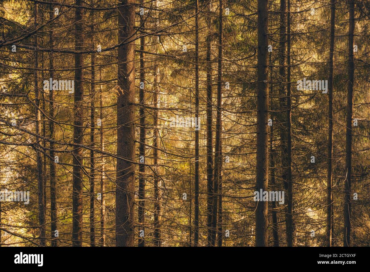 A beautiful shot of a forest full of beautiful tall trees during daylight Stock Photo - Alamy