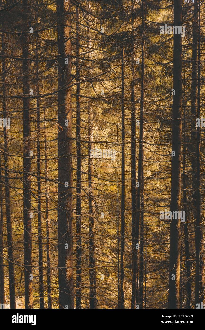 A vertical shot of a forest full of beautiful tall trees during daylight Stock Photo - Alamy