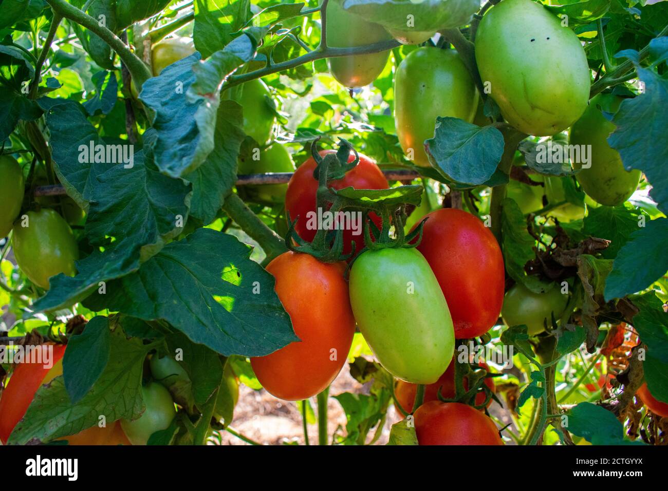 Tomatoes growing in an organic garden Stock Photo - Alamy