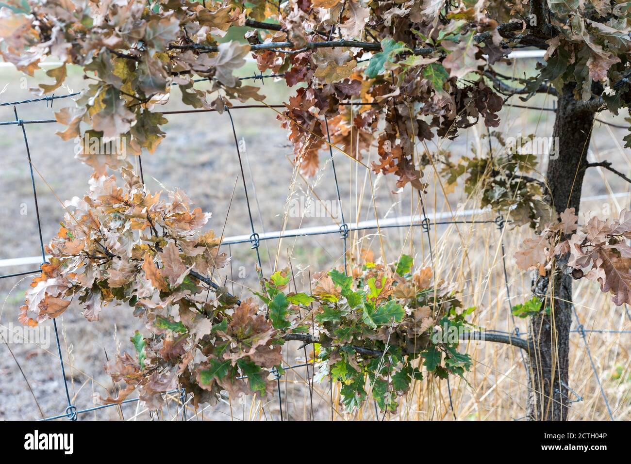 Dried oak leaf hi-res stock photography and images - Alamy