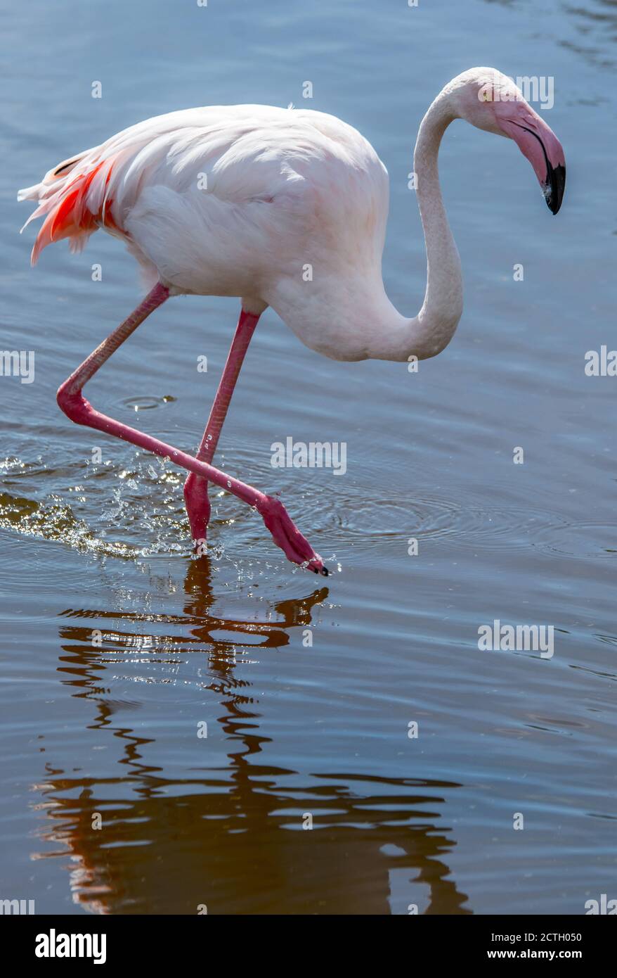 Flamingo habitat in zoo hi-res stock photography and images - Alamy
