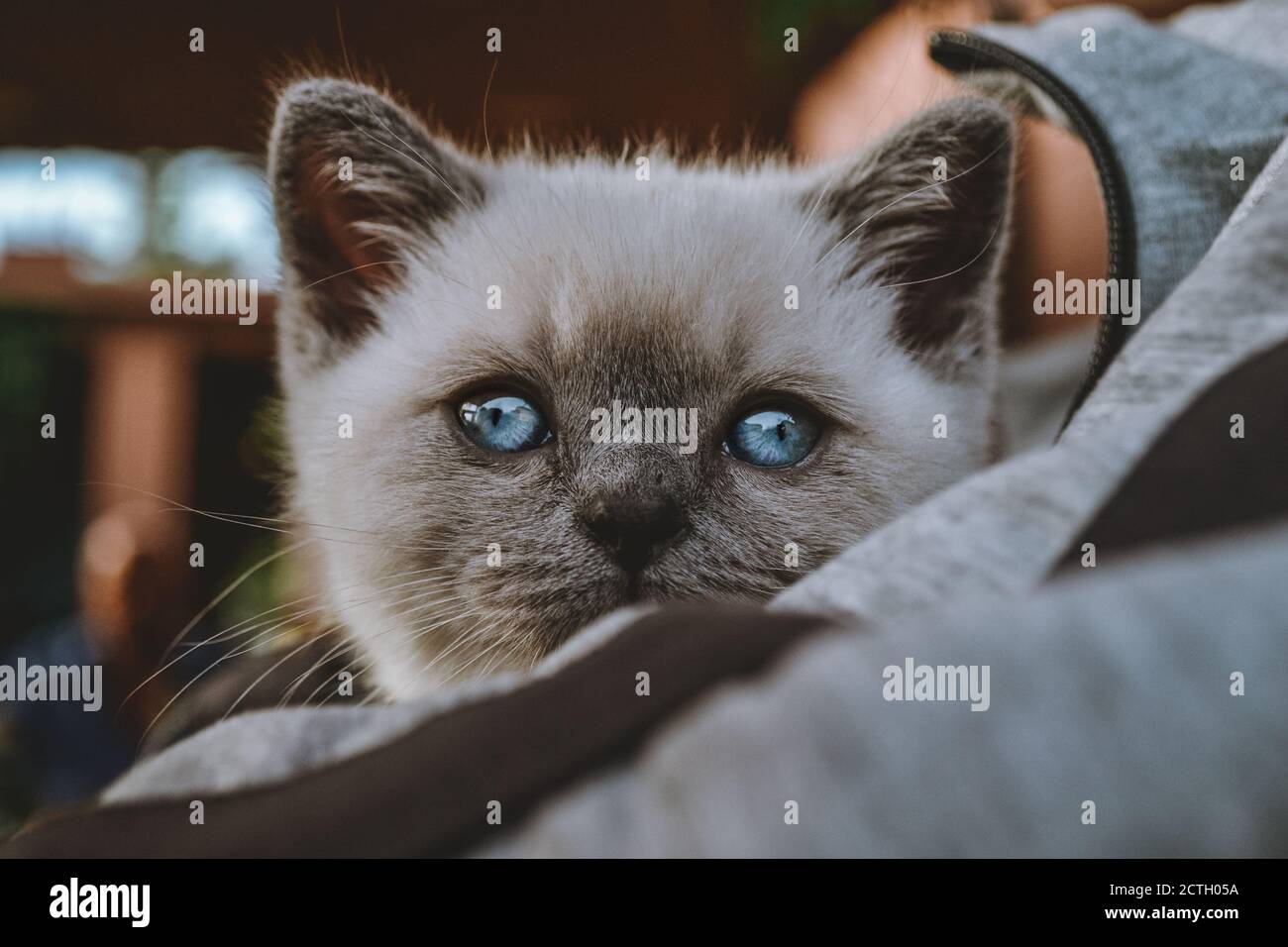 A British shorthair kitten with beautiful blue eyes Stock Photo - Alamy