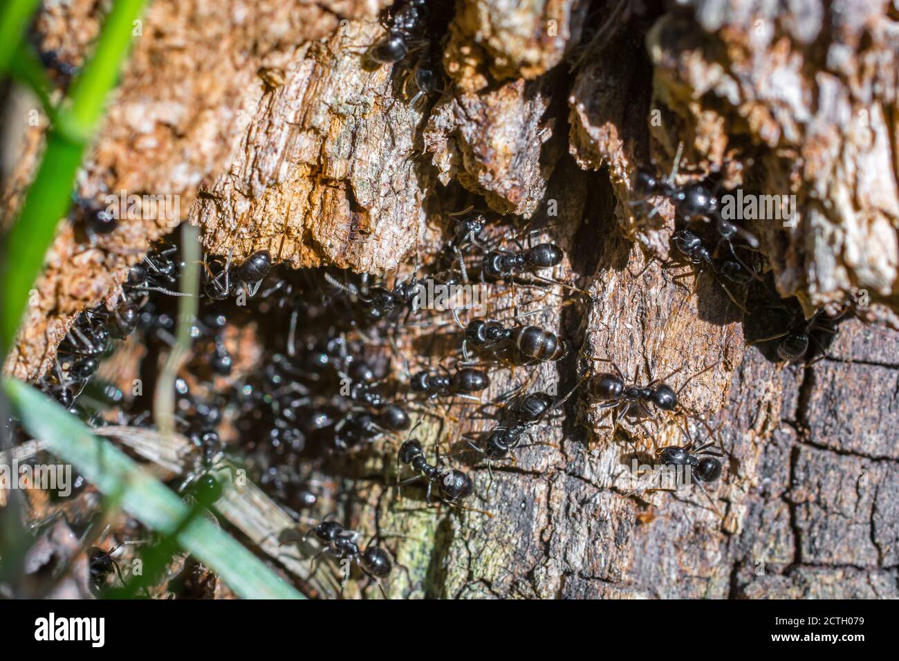 Nest in mulch hi-res stock photography and images - Alamy