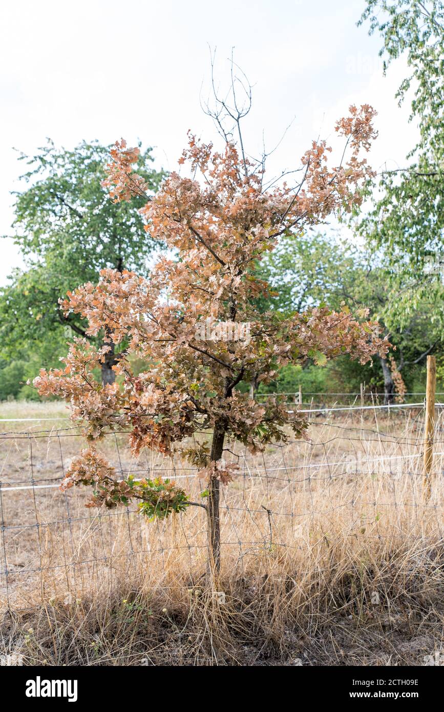 Dried oak leaf hi-res stock photography and images - Alamy