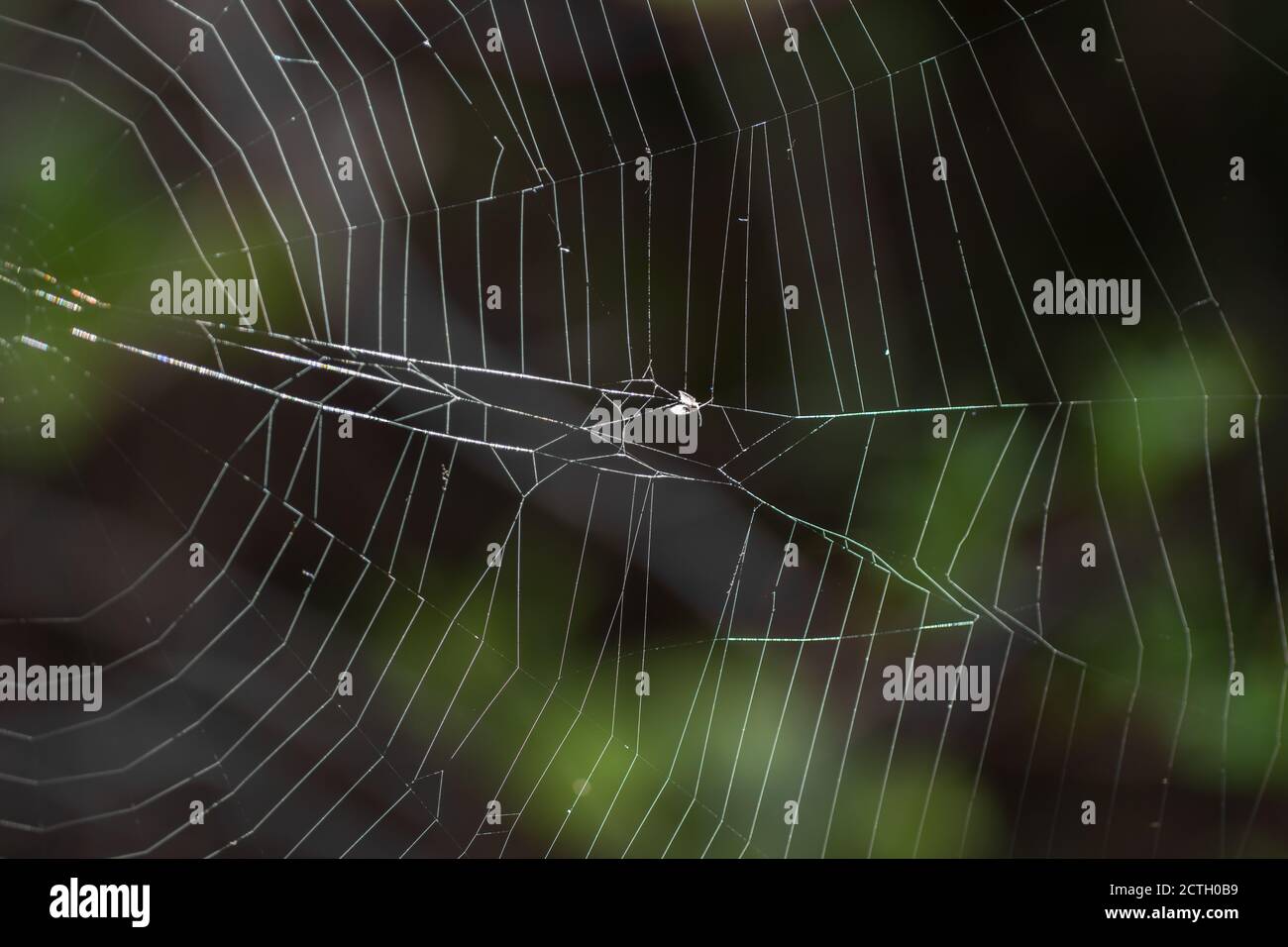 Detail of a spider web in the sunlight in front of dark background ...