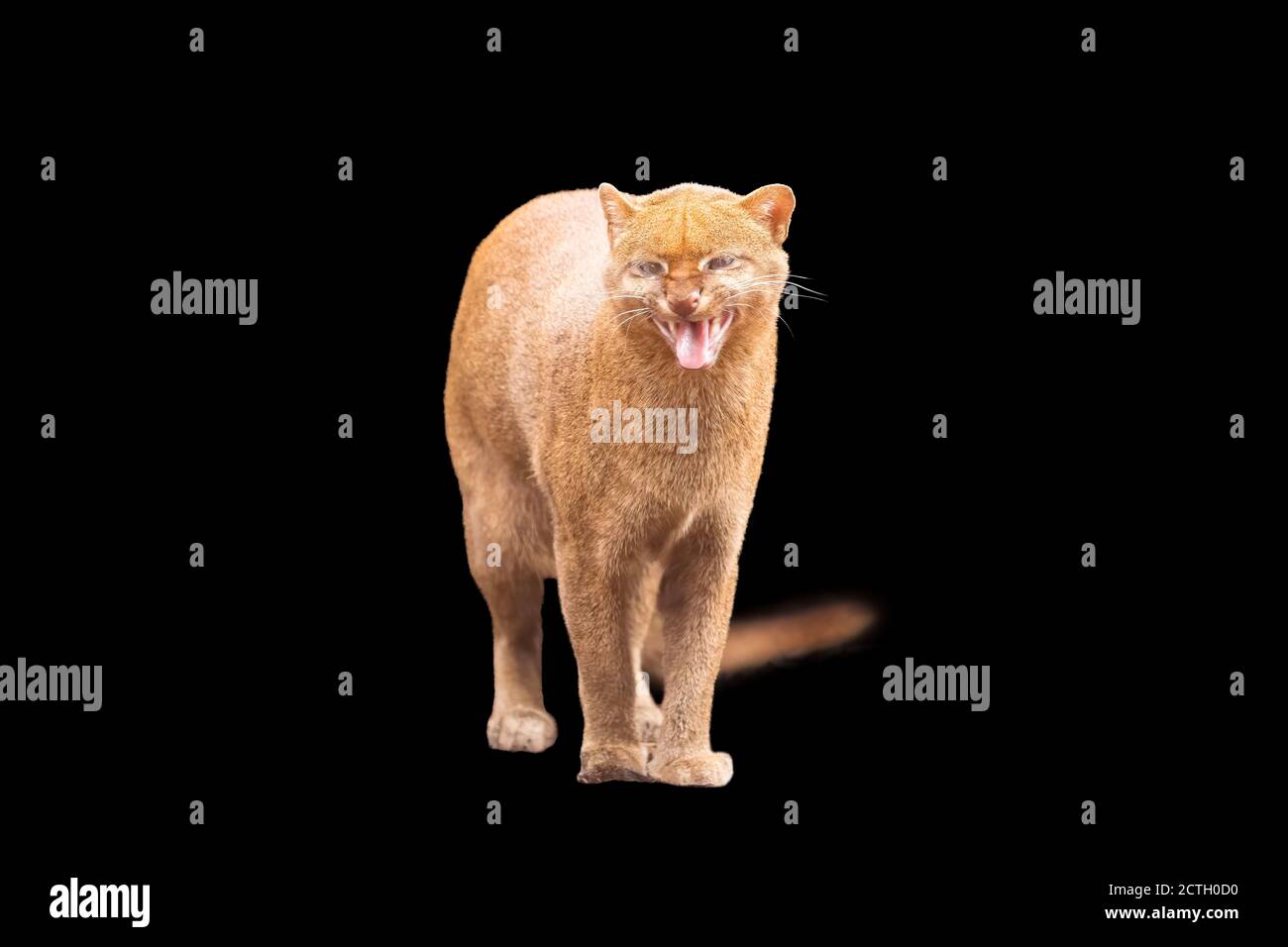 Jaguarundi (Herpailurus yagouaroundi) or (Puma yagouaroundi) Standing ...