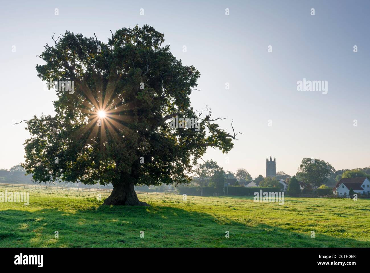Oak tree uk september hi-res stock photography and images - Alamy