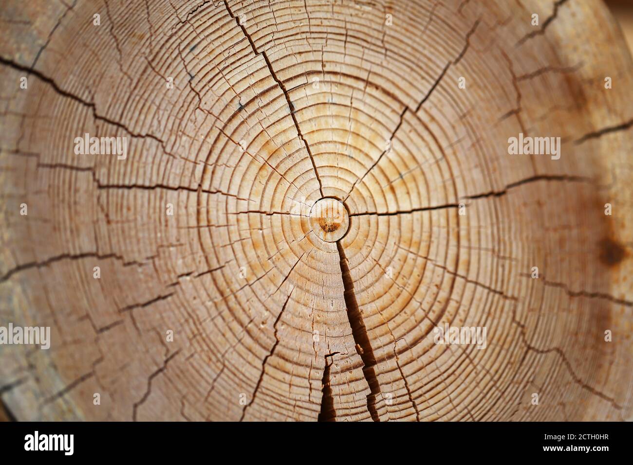 Closeup of a cracked tree trunk texture for wallpaper or background ...