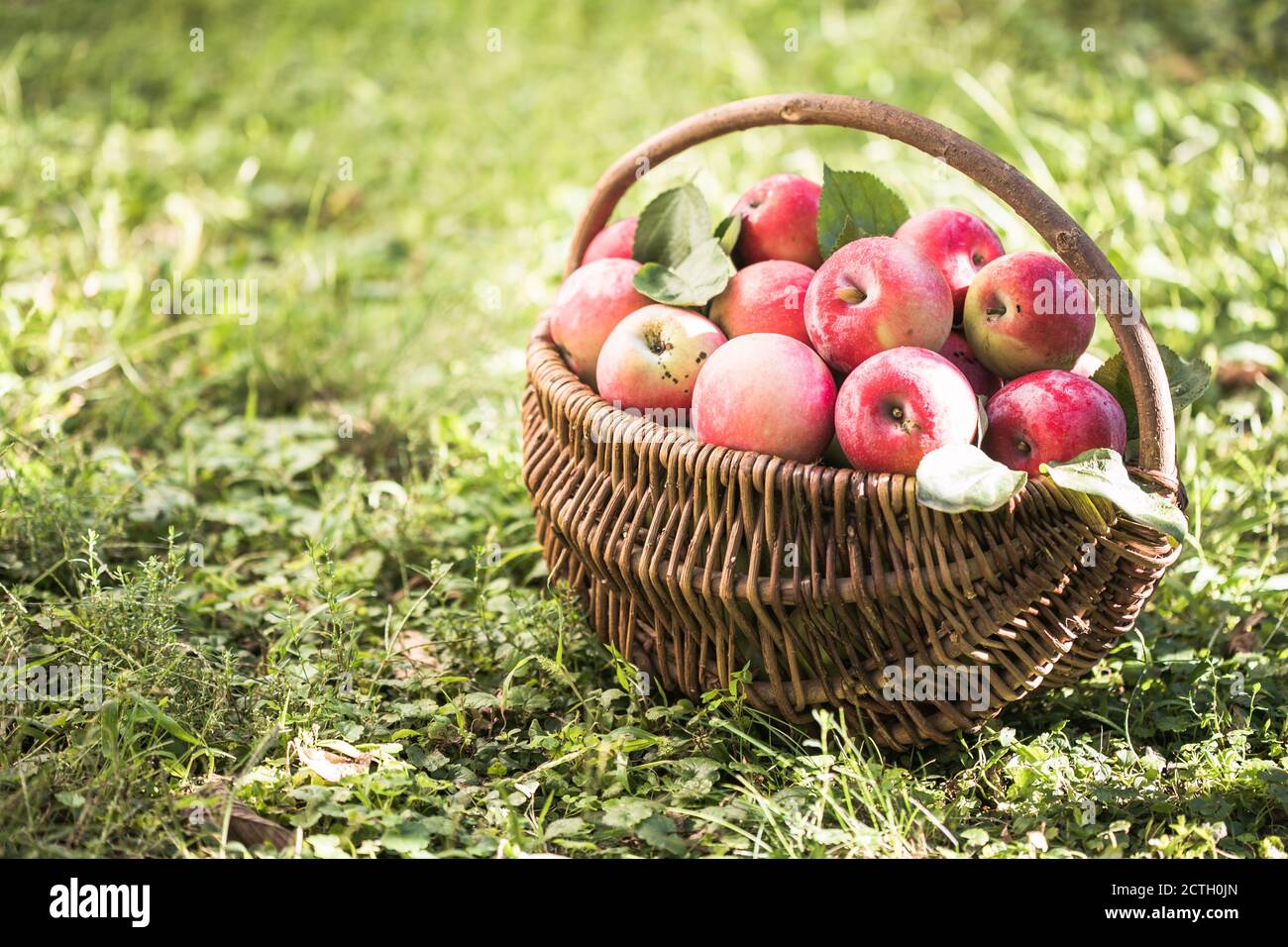 basket full of ripe apples in a garden. Apple harvest. Autumn concept ...