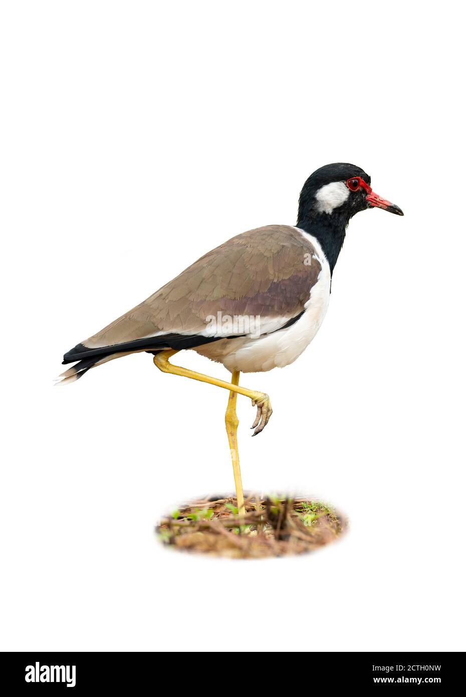 Red-Wattled Lapwing standing on one leg isolated on white background ...