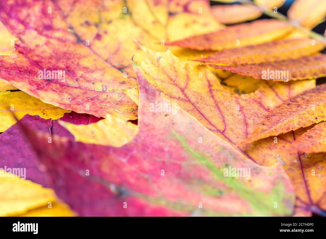 Colorful autumn colors in a texture of leaves Stock Photo - Alamy