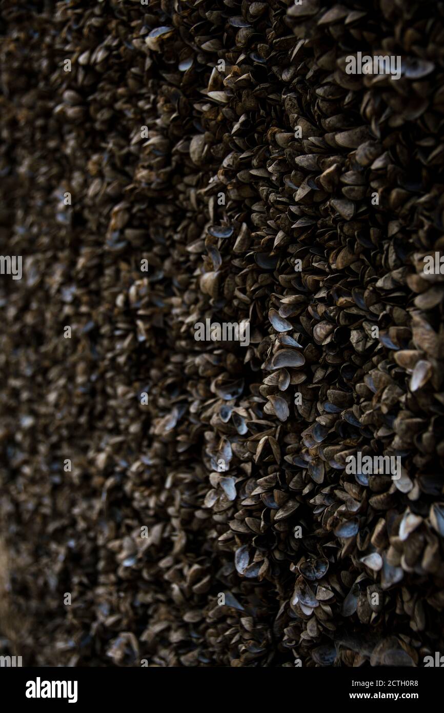 Small clam shells stuck to a rock appeared after a river dried up Stock ...