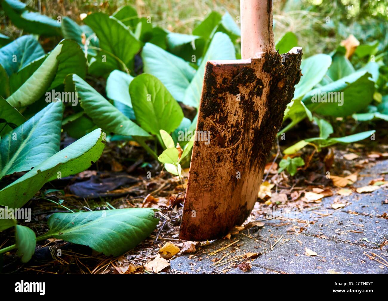 Spades with soil adhesion while working in the garden Stock Photo - Alamy
