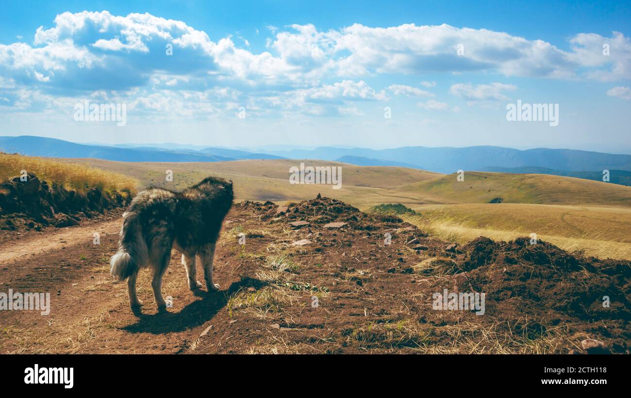 Mesmerizing shot of dry grassland and gray wolf Stock Photo - Alamy