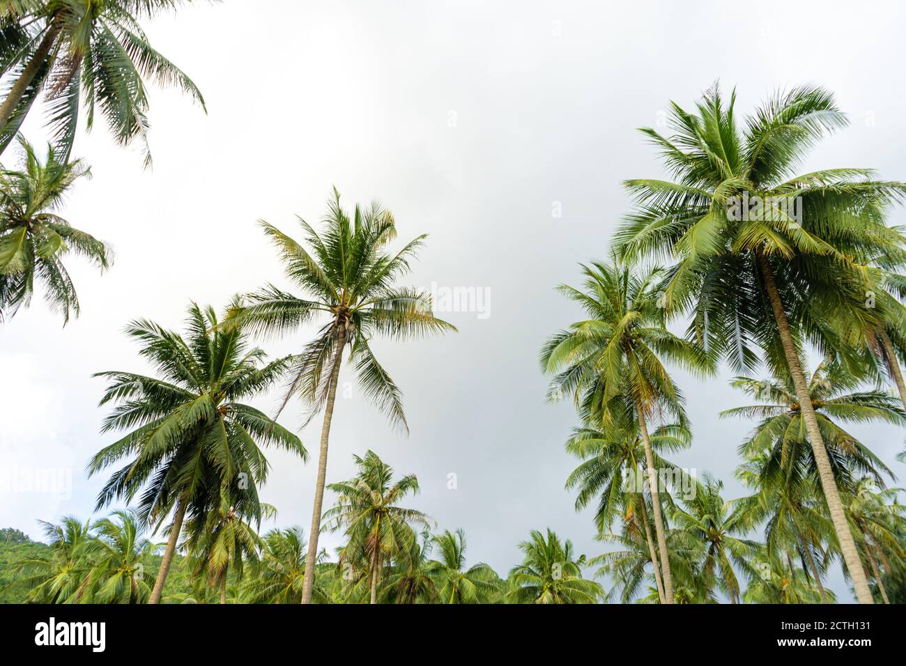 palm grove. Palm trees in the tropical jungle. Symbol of the tropics ...