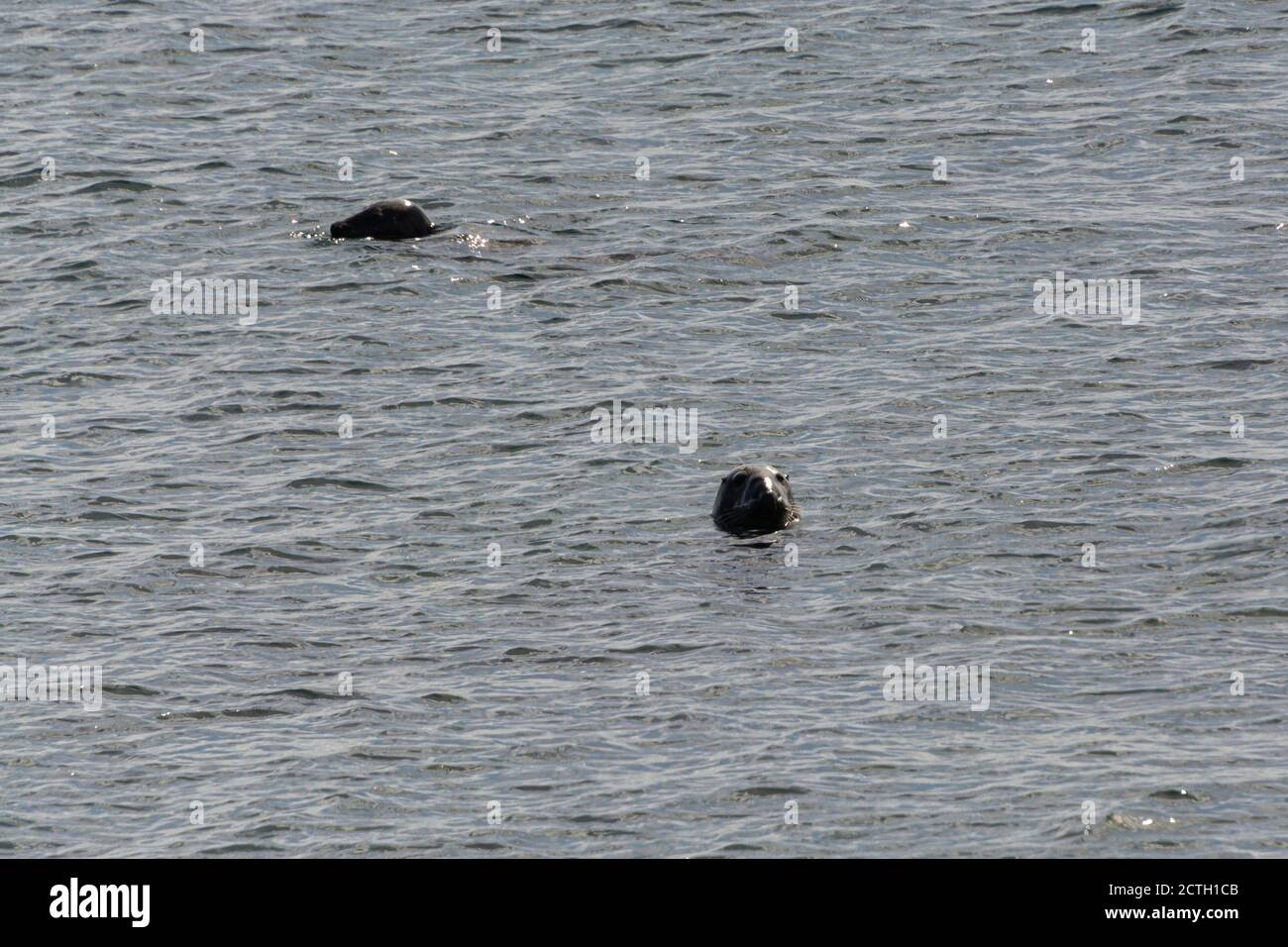 Couple seals above water hi-res stock photography and images - Alamy
