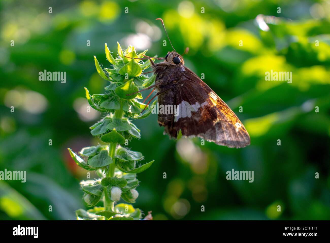 Common brown moth sits atop a shoot of basil Stock Photo - Alamy