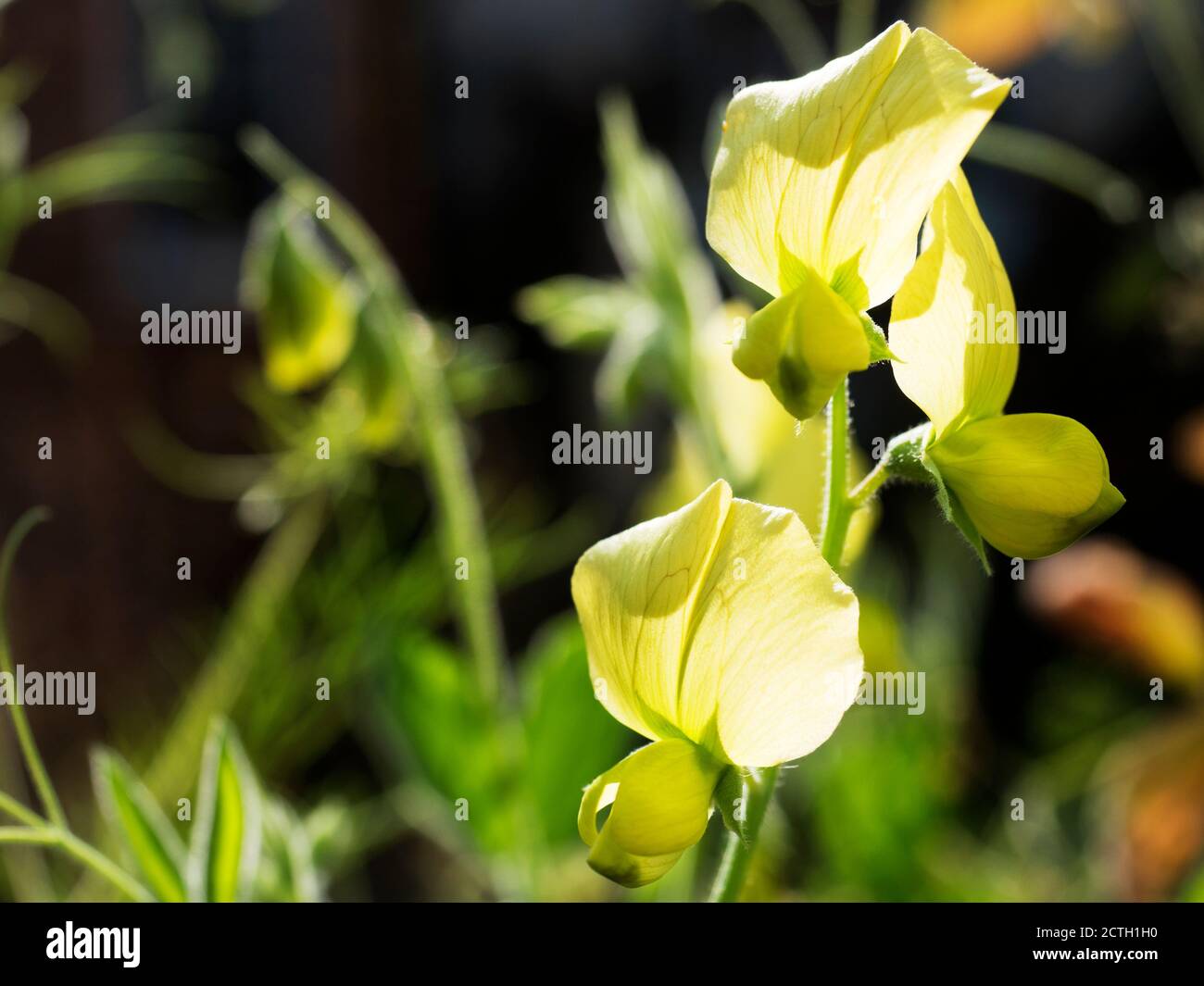 One lathyrus chloranthus flower hi-res stock photography and images - Alamy