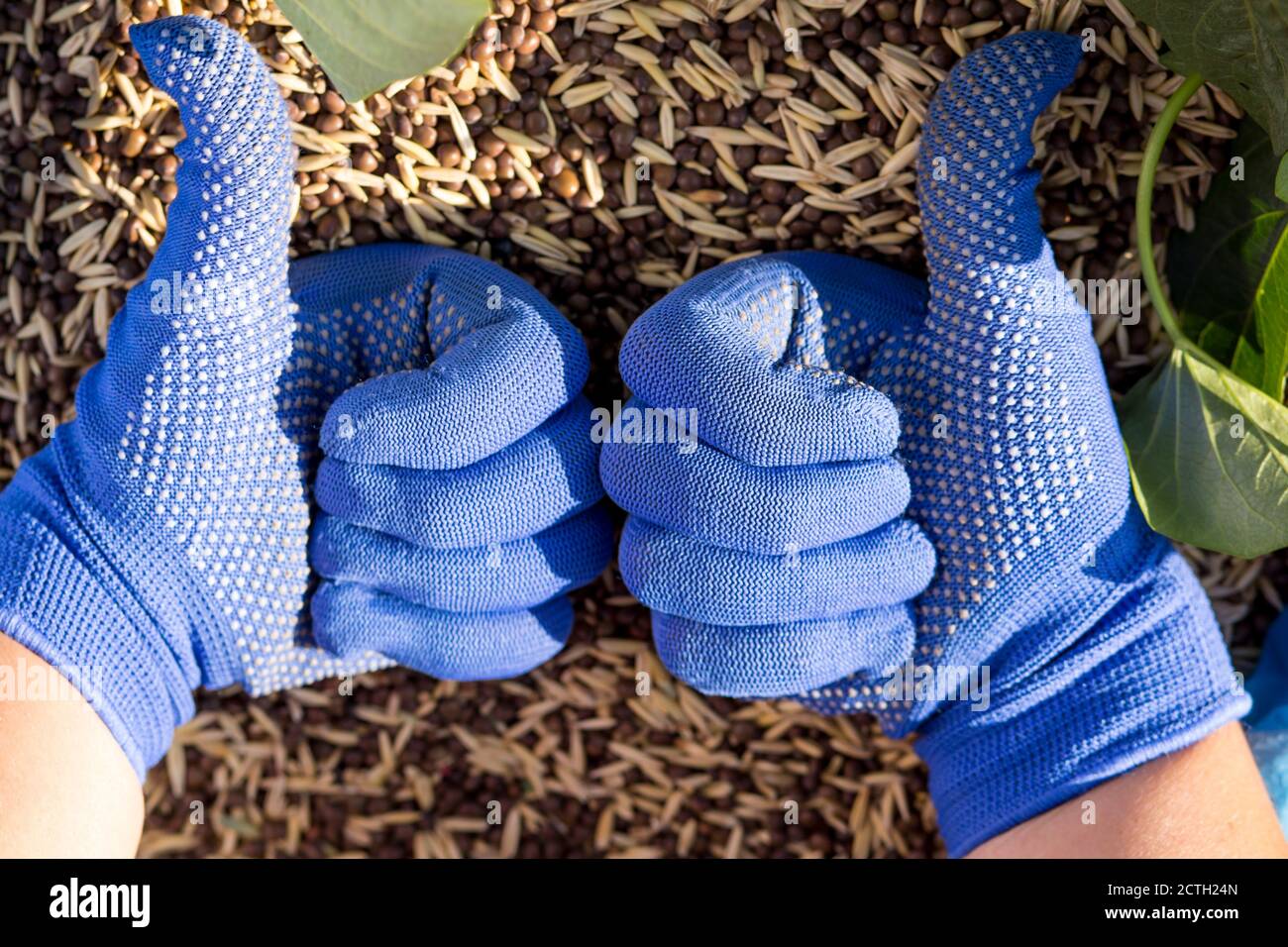 Seeds of different green manure with hands in gloves wich shows like ...