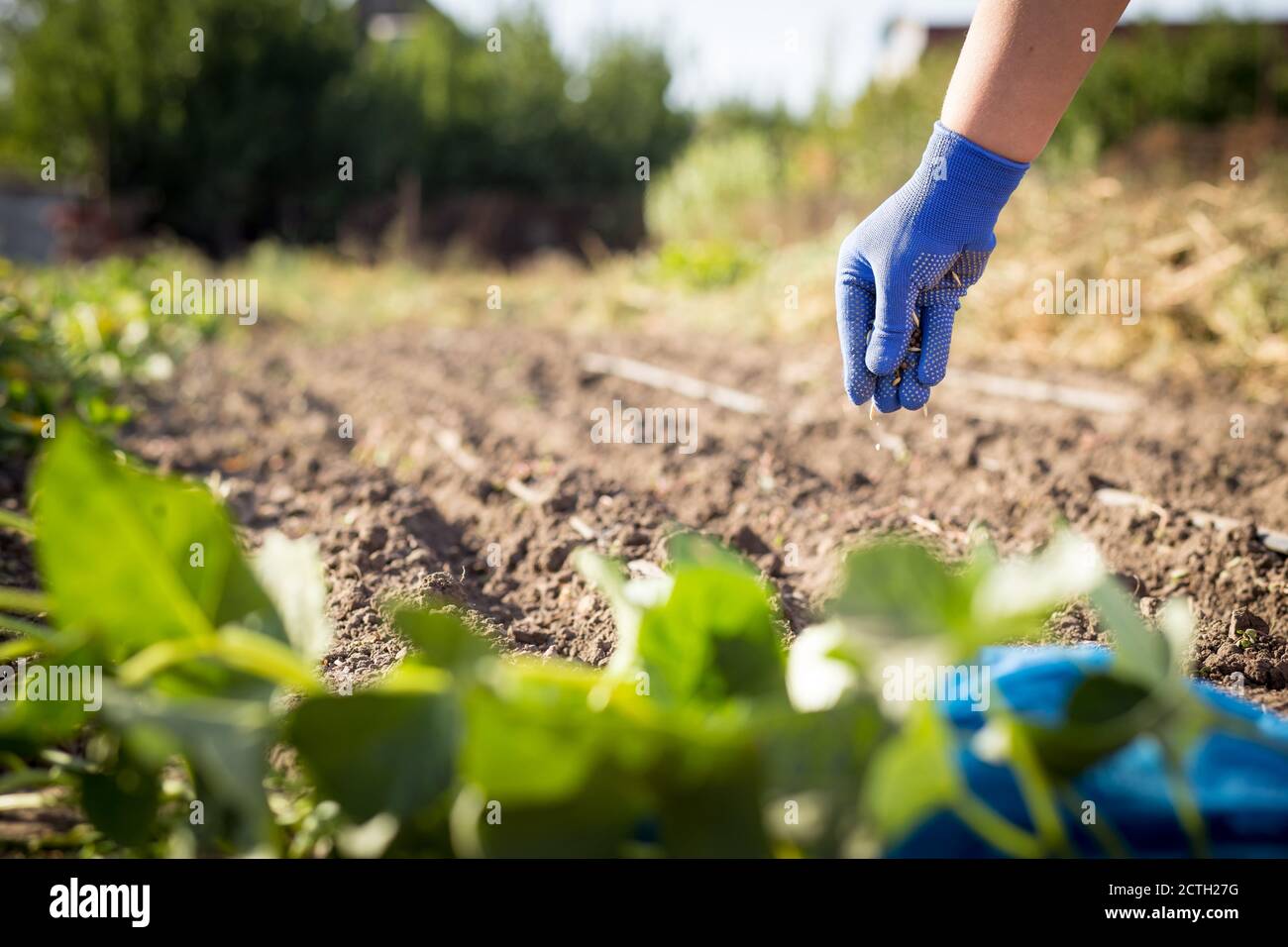 Hand sowing a seeds on a garden with drip irrigation system. Using ...