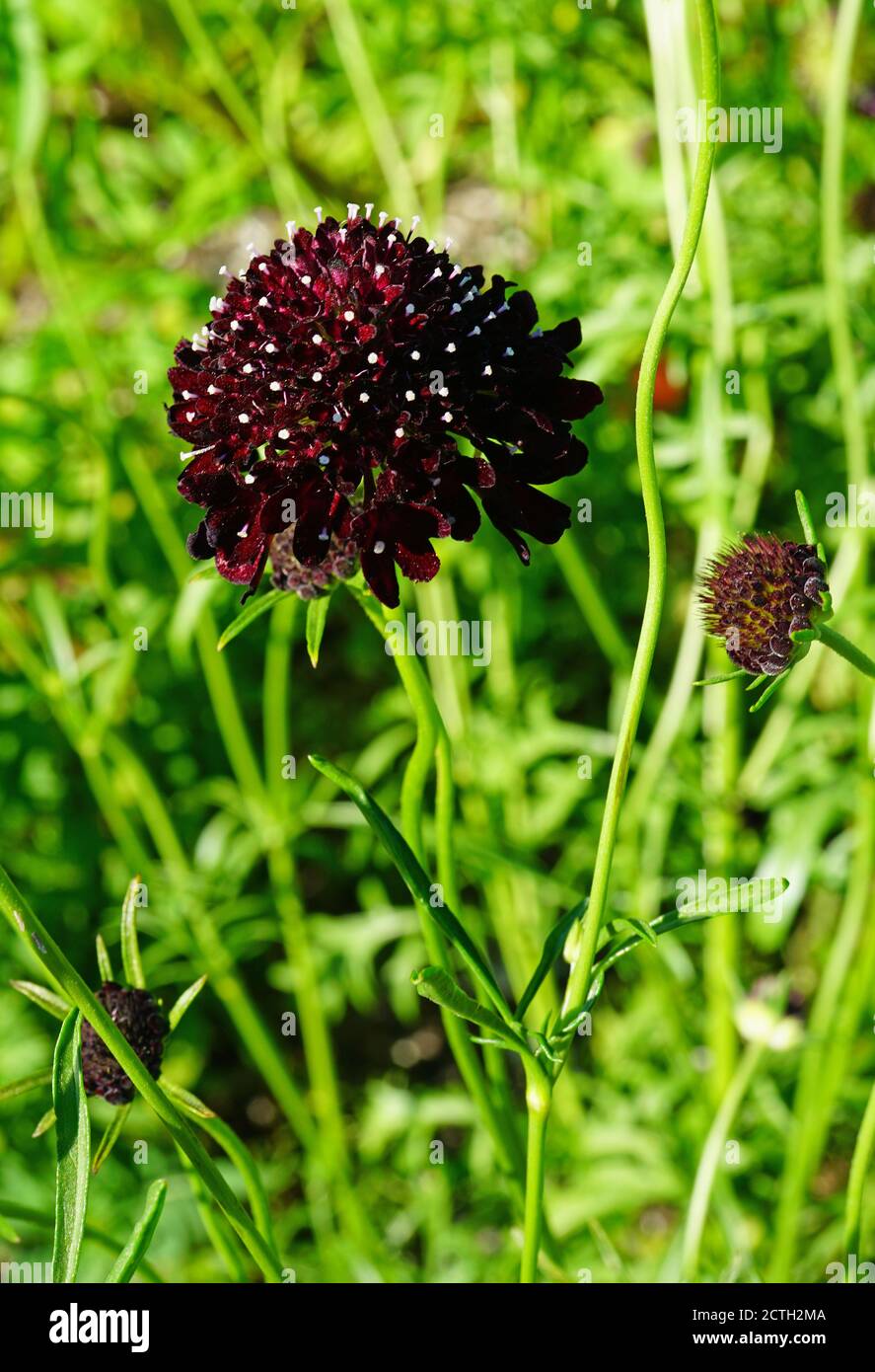 Dark purple scabiosa pincushion flower Stock Photo - Alamy