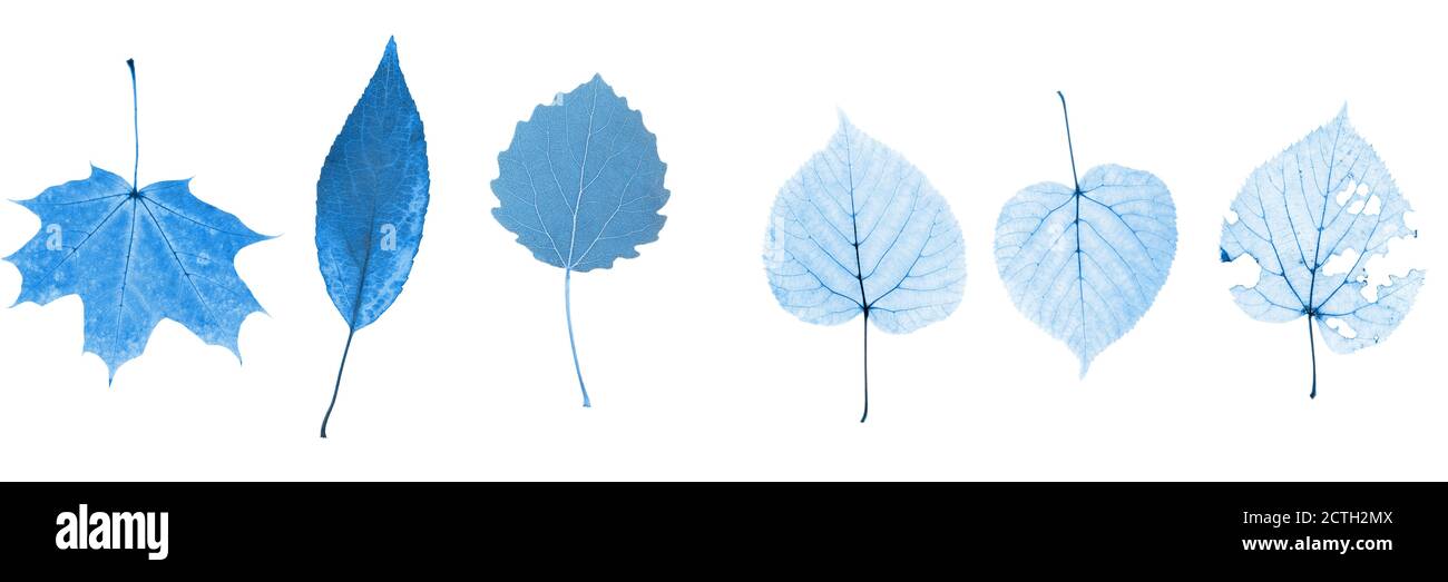 set of blue leaves isolated on white background Stock Photo - Alamy