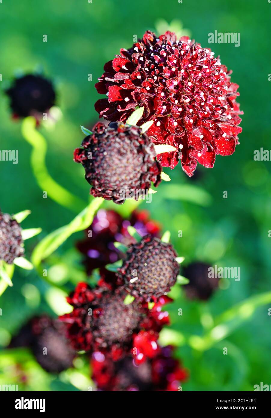 Pincushion scabiosa atropurpurea hi-res stock photography and images ...
