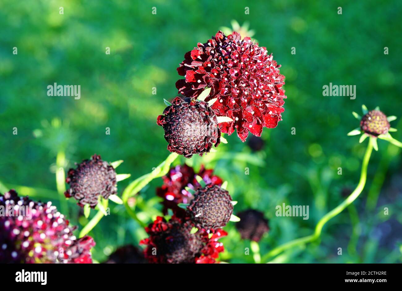 Dark purple scabiosa pincushion flower Stock Photo - Alamy