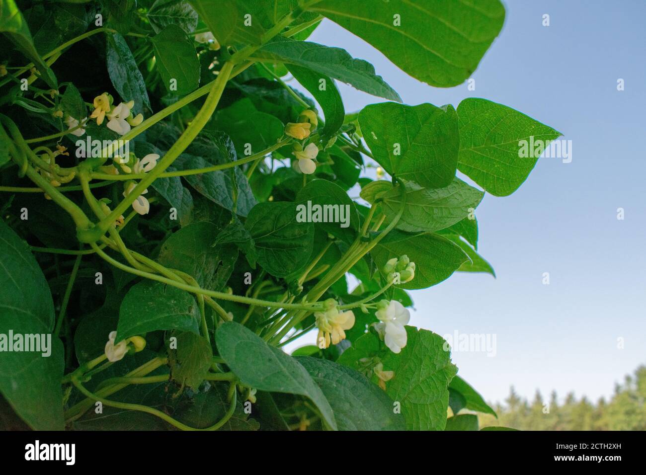 Green beans growing vertically on a trellis Stock Photo - Alamy