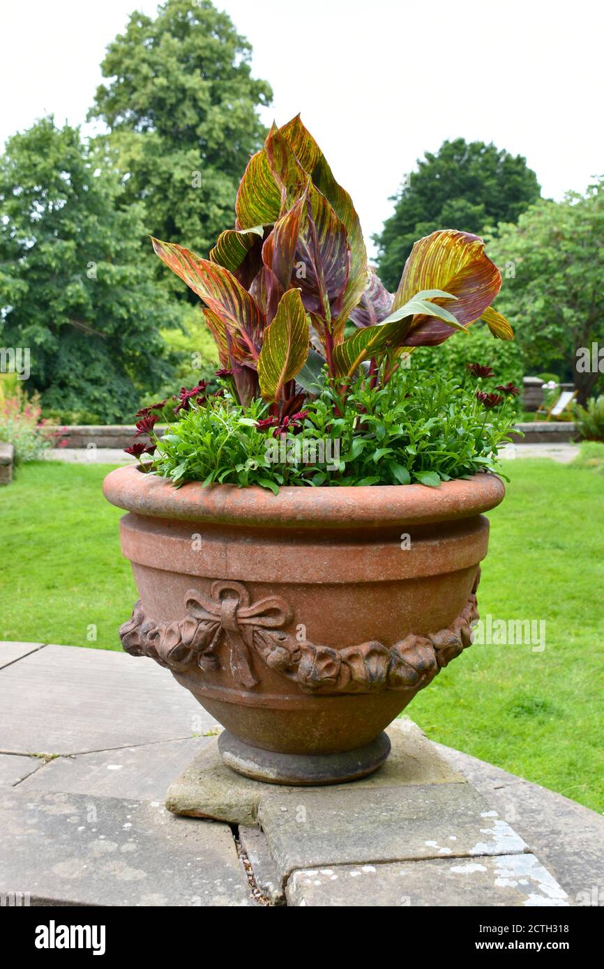 close up of ornate terracotta plant pot with selection of pretty green ...