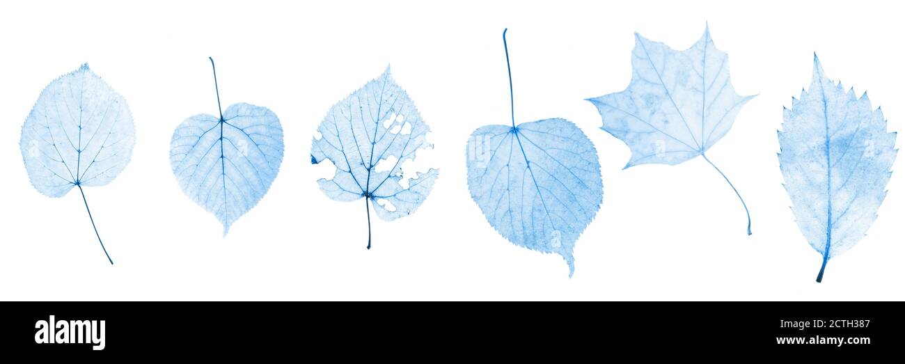 set of blue leaves isolated on white background Stock Photo - Alamy