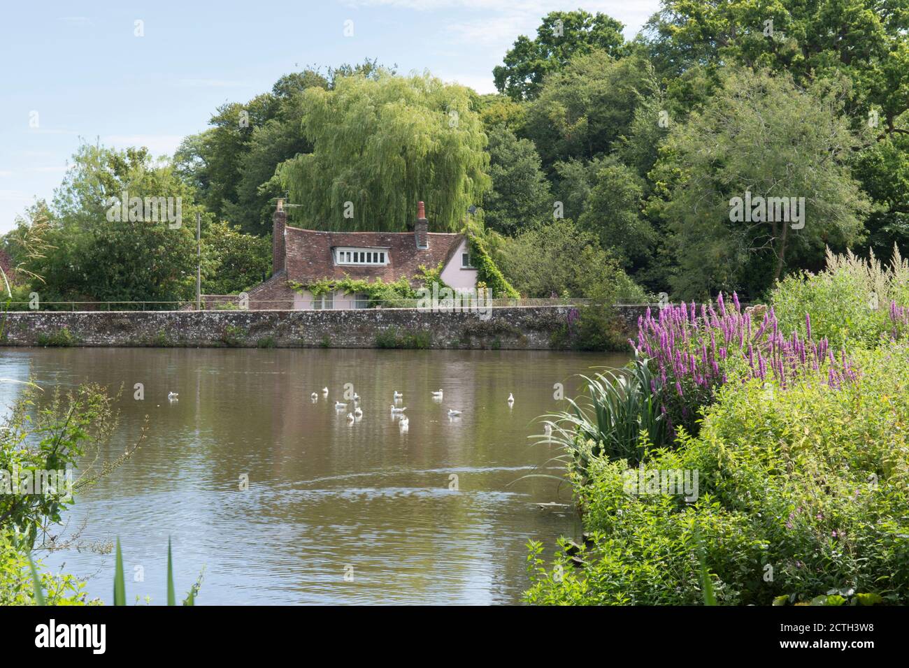 South pond, Midhurst, West Sussex, summer, birds and flowers, with old ...