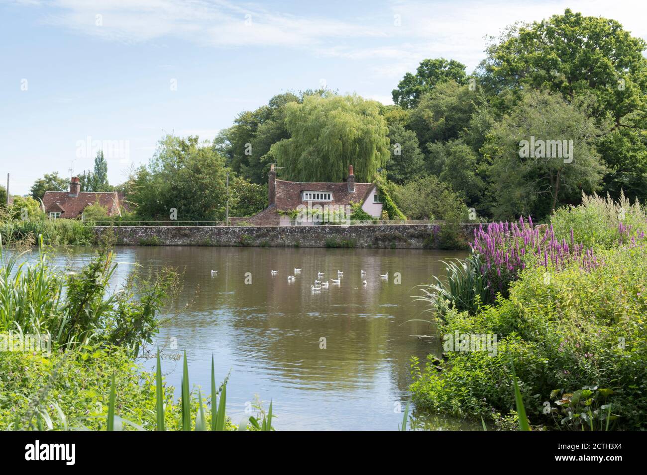 South pond, Midhurst, West Sussex, summer, birds and flowers, with old ...