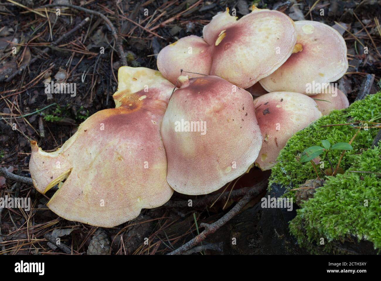 Brick tuft mushroom hi-res stock photography and images - Alamy