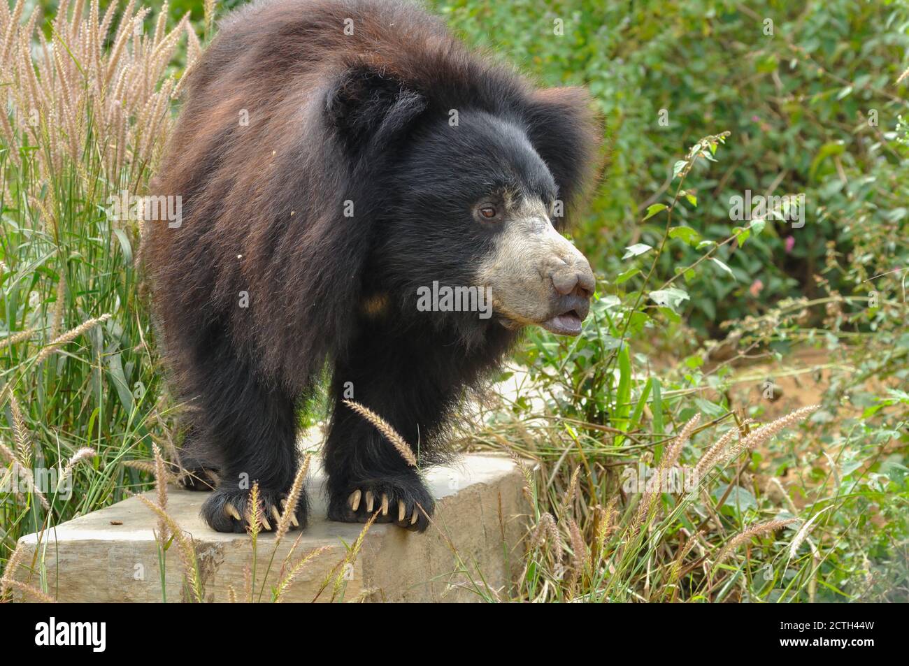 Indian sloth bear hi-res stock photography and images - Alamy