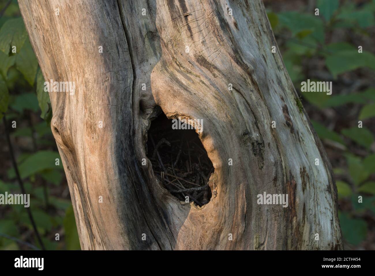 bird nest in hollow closeup Stock Photo - Alamy
