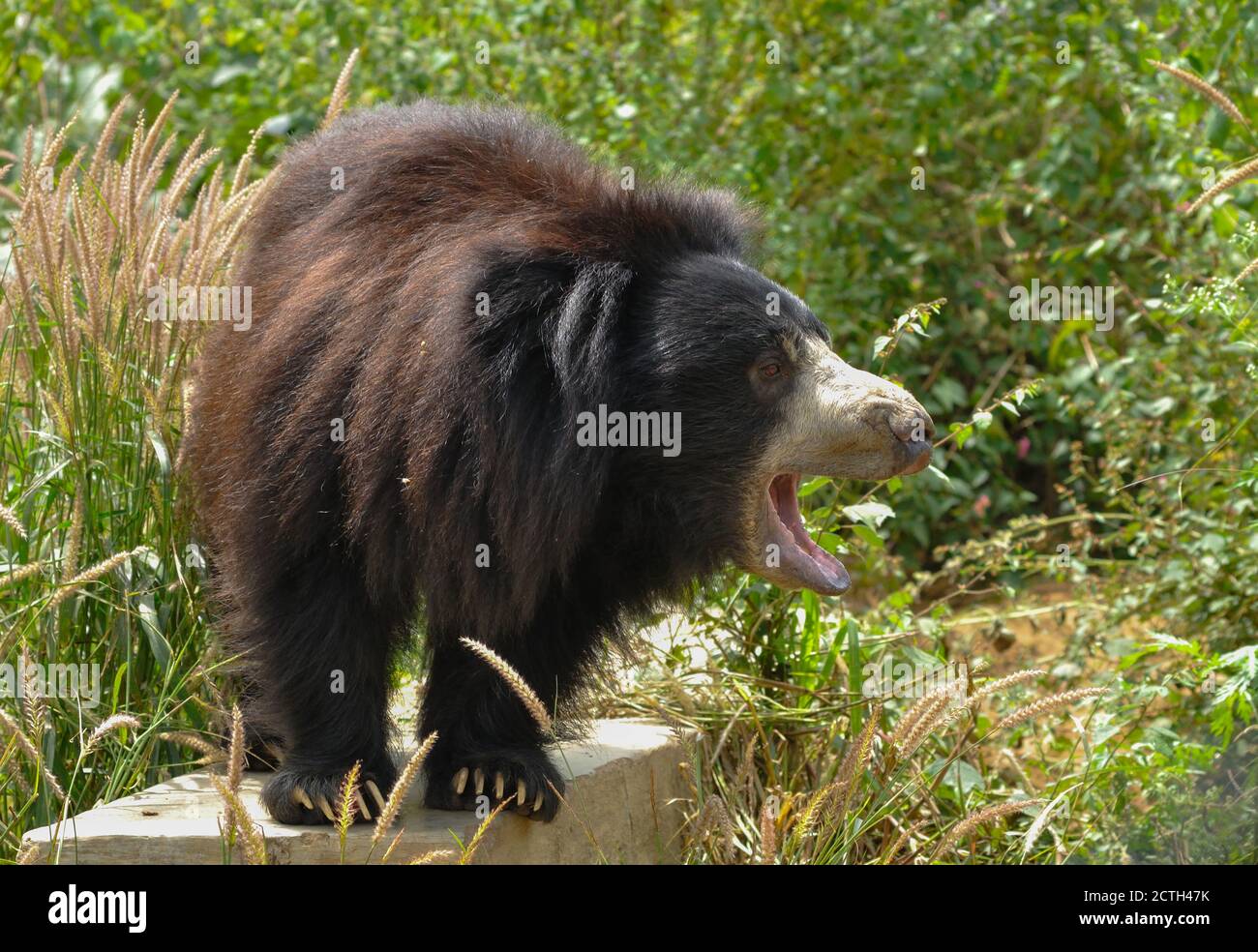 Sloth bears termites hi-res stock photography and images - Alamy