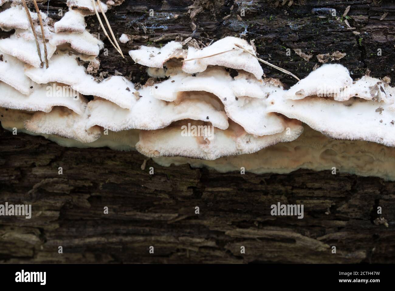Fungal plant pathogen hi-res stock photography and images - Alamy